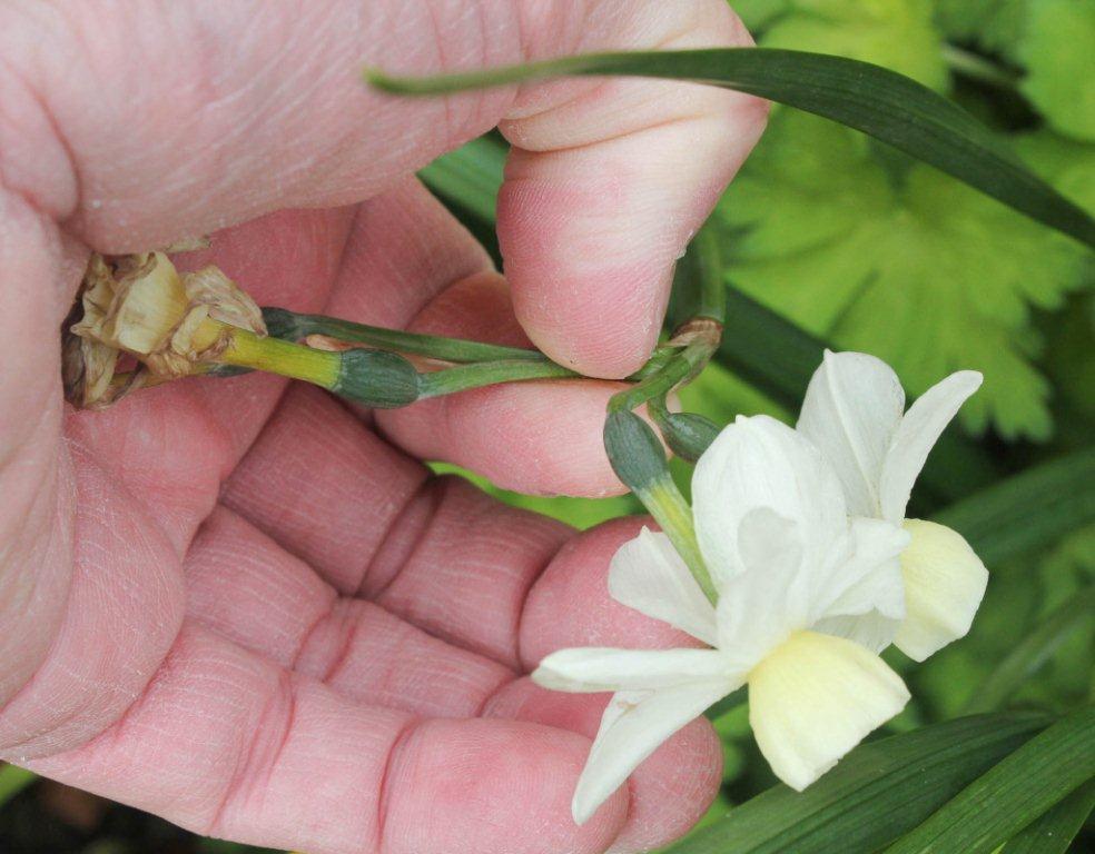 Dead Heading & Flower Power! - Matthew Biggs - Hartley Botanic
