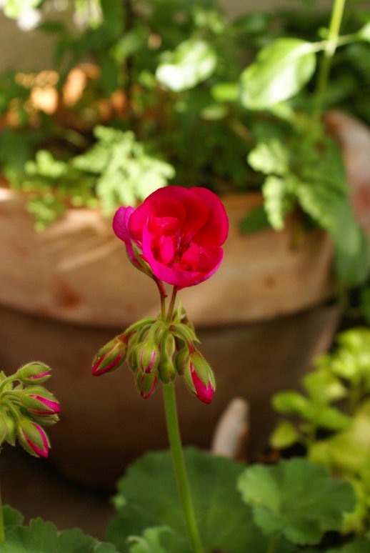 My Pelargoniums Survival Plan - by Lia Leendertz