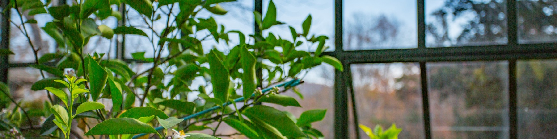 Traditonal Orangery Greenhouses | Hartley Botanic