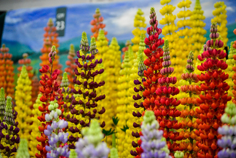 Win tickets to Chelsea Flower Show 2016! - by Hartley Botanic