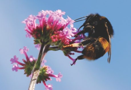 Buzz Pollination - by Jean Vernon