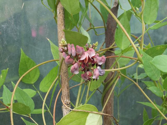 Apios, hopniss, a forgotten gem - by Bob Flowerdew