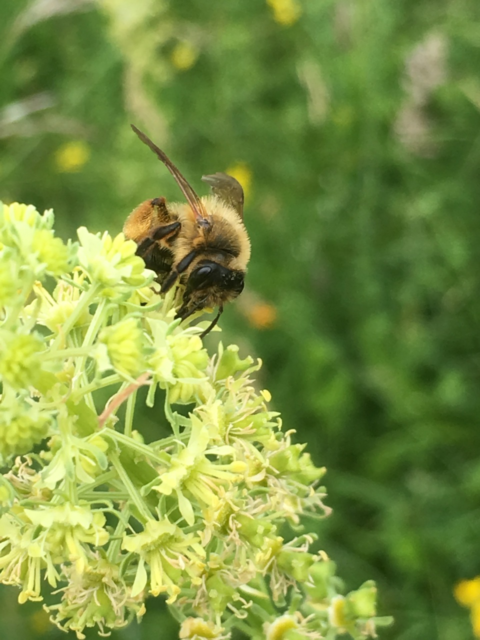 Let’s play Pokémon for the planet? - by Jean Vernon
