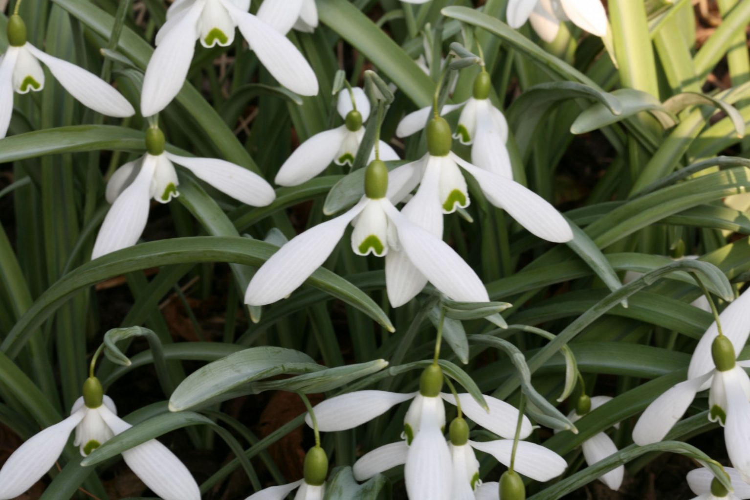 How to Grow Snowdrops - by Val Bourne
