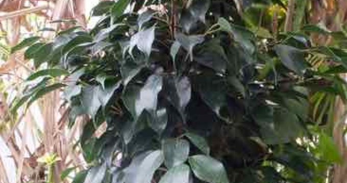 Award Winning Greenhouses & Glasshouses by Hartley Botanic