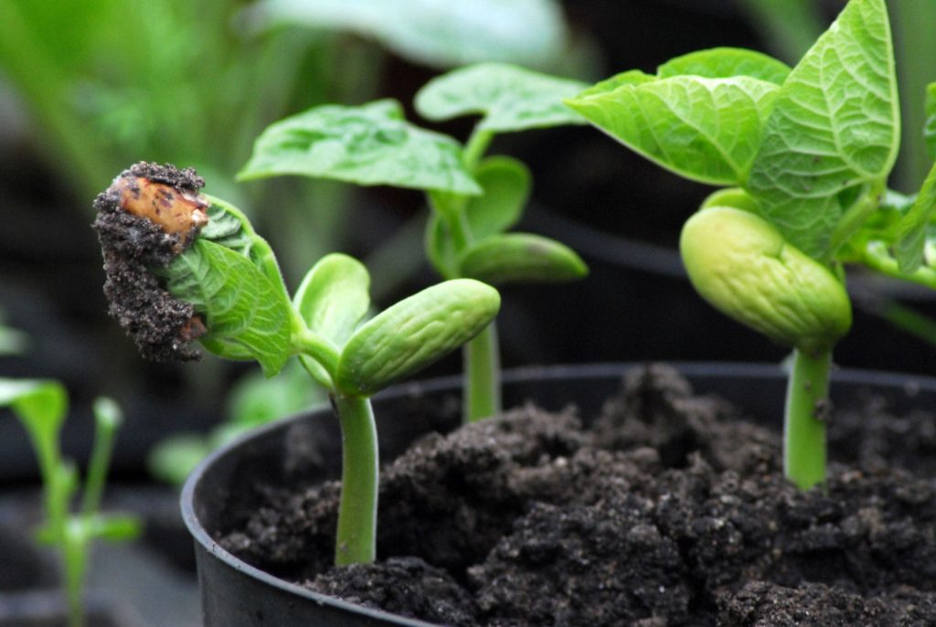 Can I grow protein from plants? - by Jean Vernon