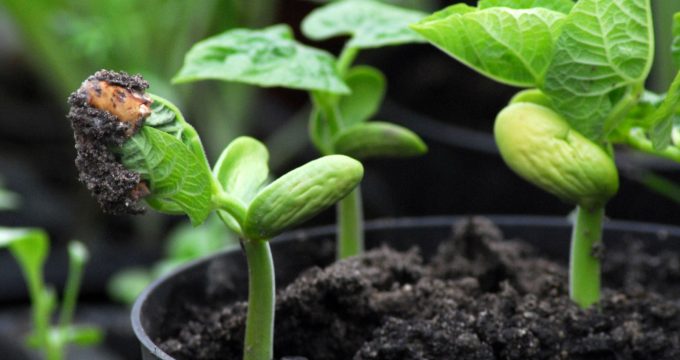 Award Winning Greenhouses & Glasshouses by Hartley Botanic