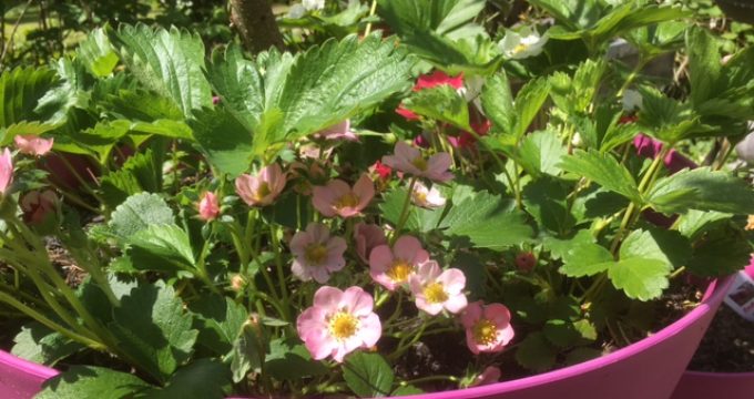 Award Winning Greenhouses & Glasshouses by Hartley Botanic