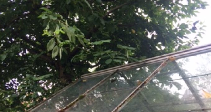 Award Winning Greenhouses & Glasshouses by Hartley Botanic