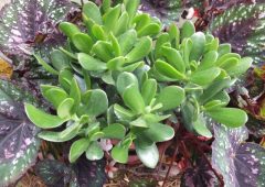 Award Winning Greenhouses & Glasshouses by Hartley Botanic