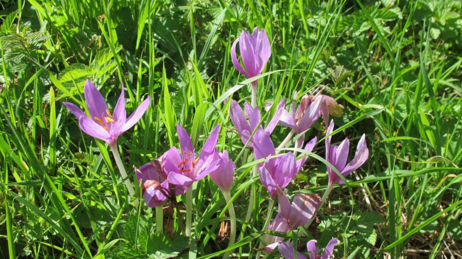 How to Grow Autumn Crocuses or Colchicums - by Val Bourne