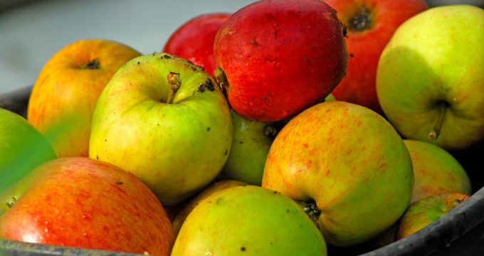 Award Winning Greenhouses & Glasshouses by Hartley Botanic