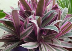 Award Winning Greenhouses & Glasshouses by Hartley Botanic