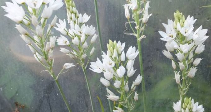 Award Winning Greenhouses & Glasshouses by Hartley Botanic