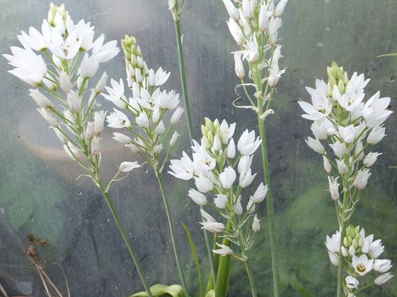 The sound of rubbing stems and Dove’s dung - by Bob Flowerdew