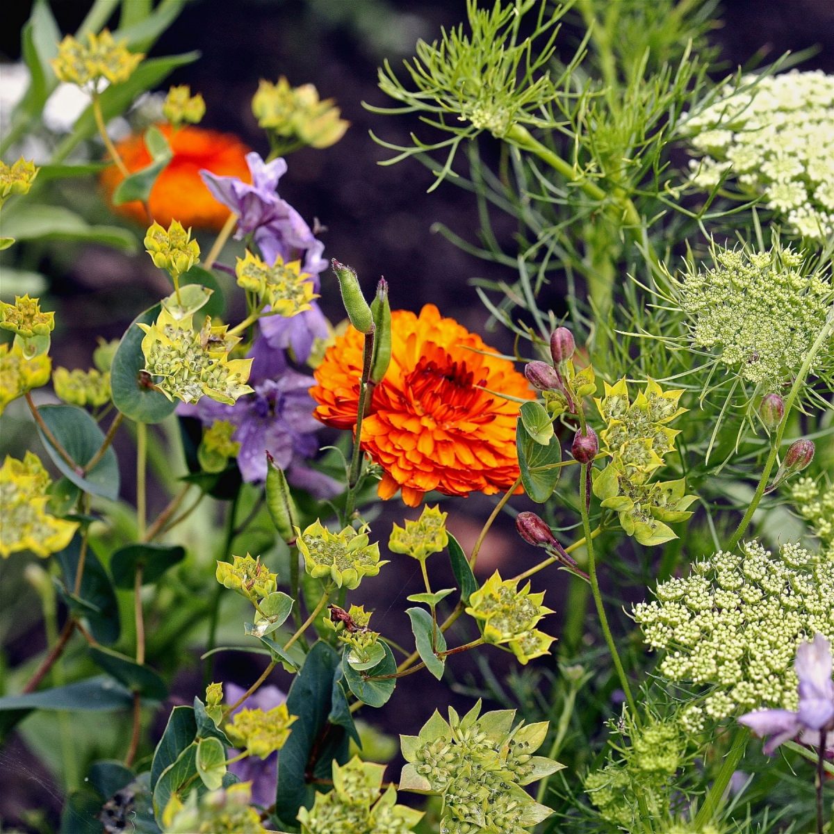 Umbellifers for the Garden and Greenhouse by Val Bourne