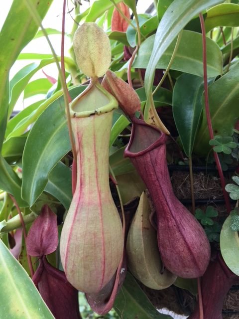 Beautiful bug eaters - by Beth Botts