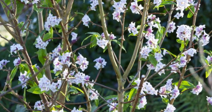 Award Winning Greenhouses & Glasshouses by Hartley Botanic