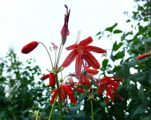 Coral Drops - by Bob Flowerdew