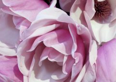 Award Winning Greenhouses & Glasshouses by Hartley Botanic