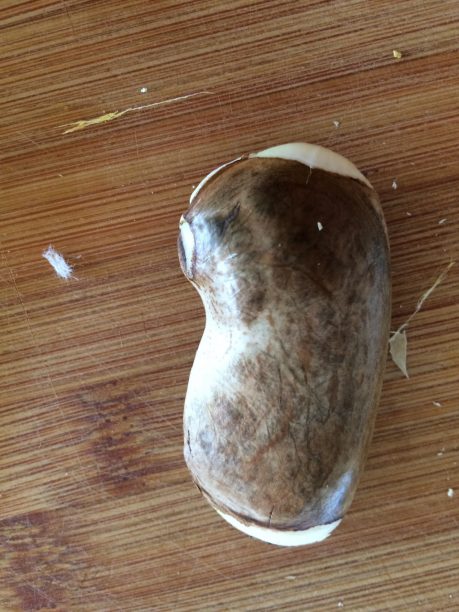 How to Grow a Mango Tree from Seed in the UK by Roger Marshall