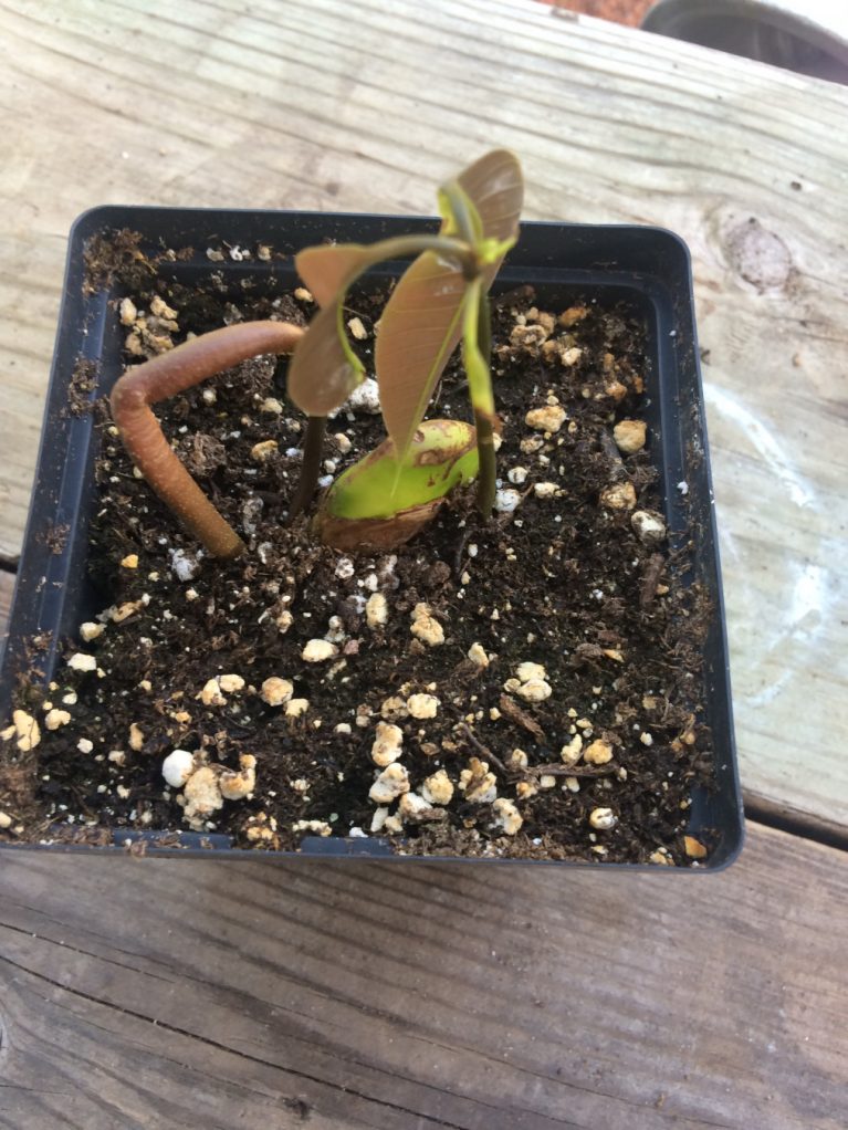 How to Grow a Mango Tree from Seed in the UK by Roger Marshall