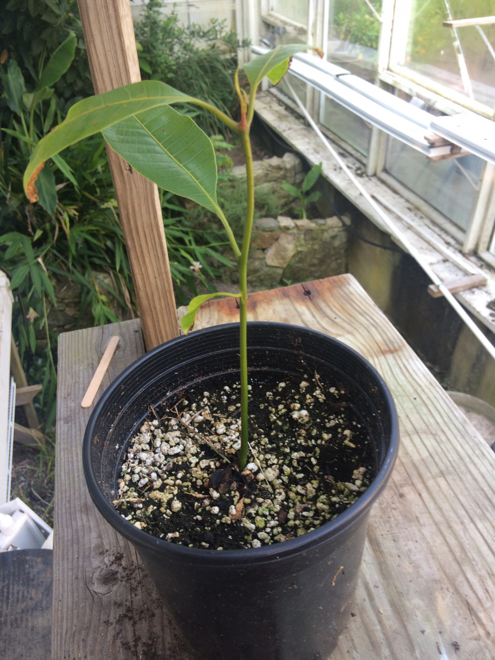 How to Grow a Mango Tree from Seed in the UK by Roger Marshall