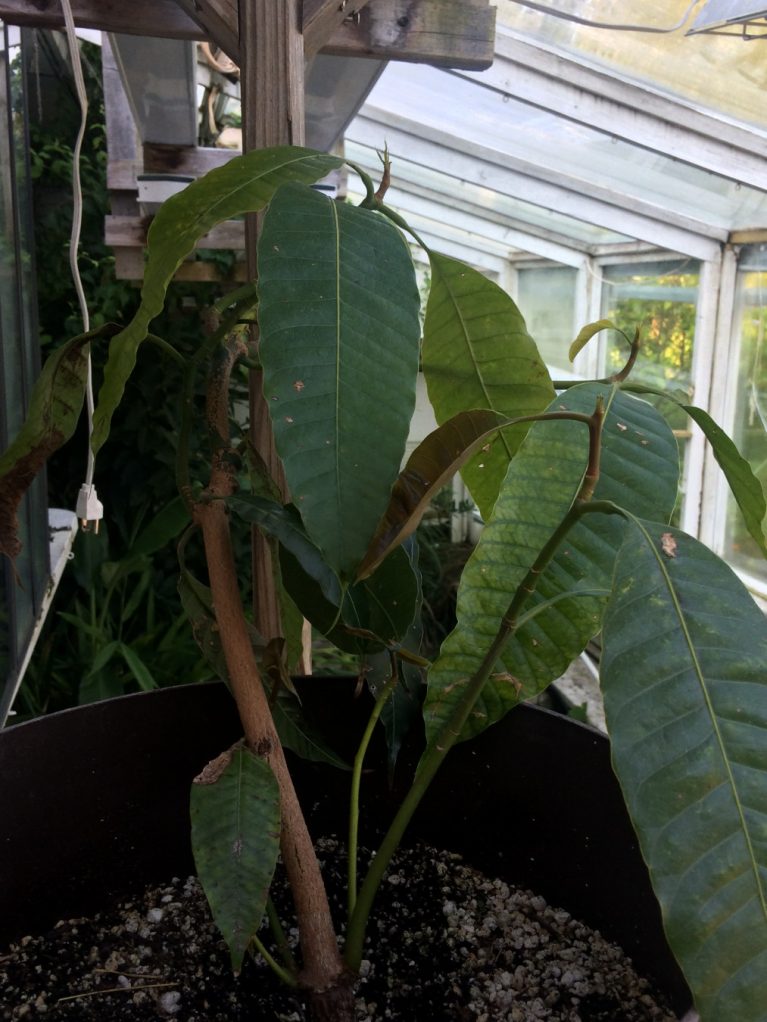 How to Grow a Mango Tree from Seed in the UK by Roger Marshall