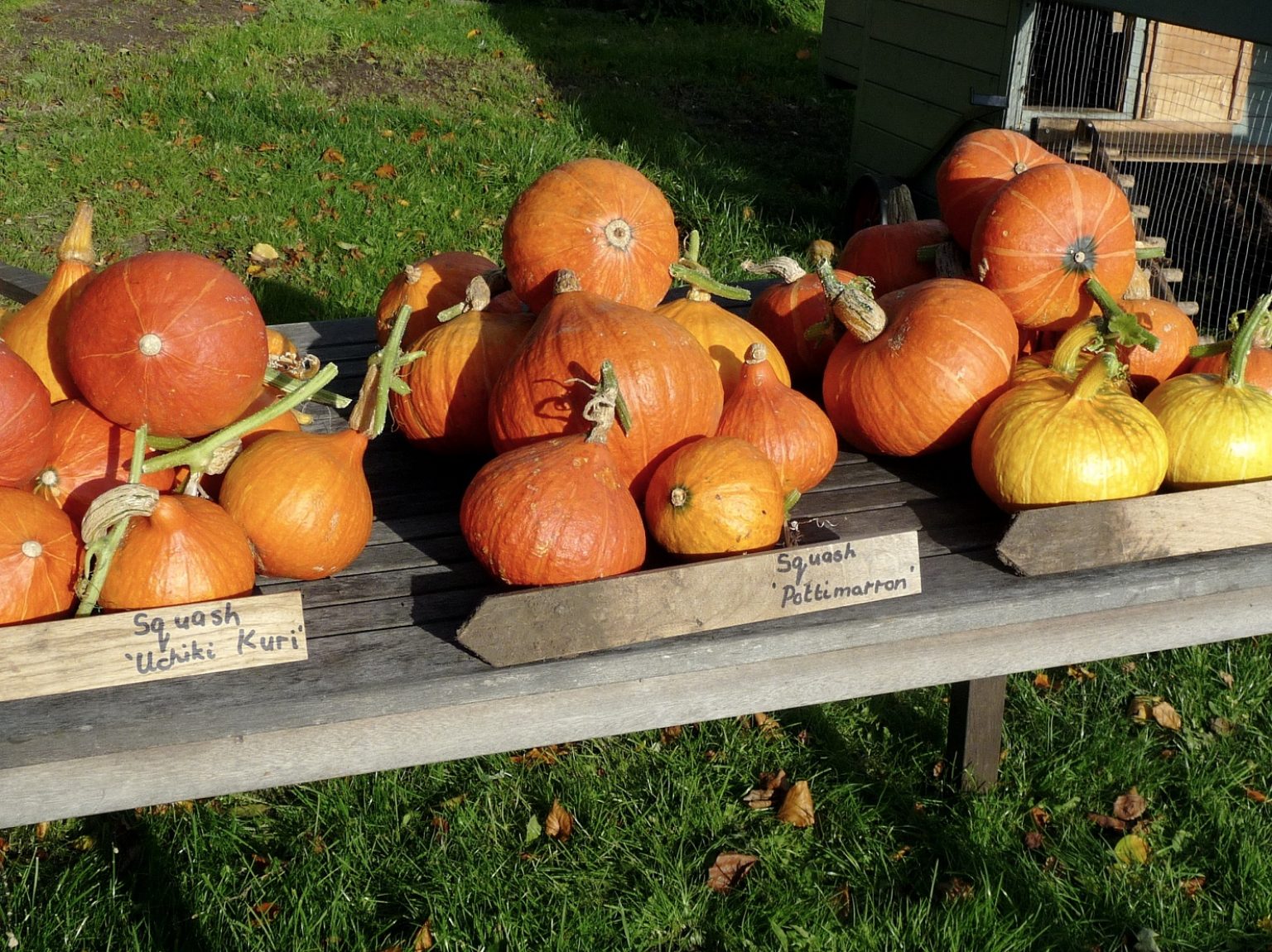 The Pumpkin - by Val Bourne