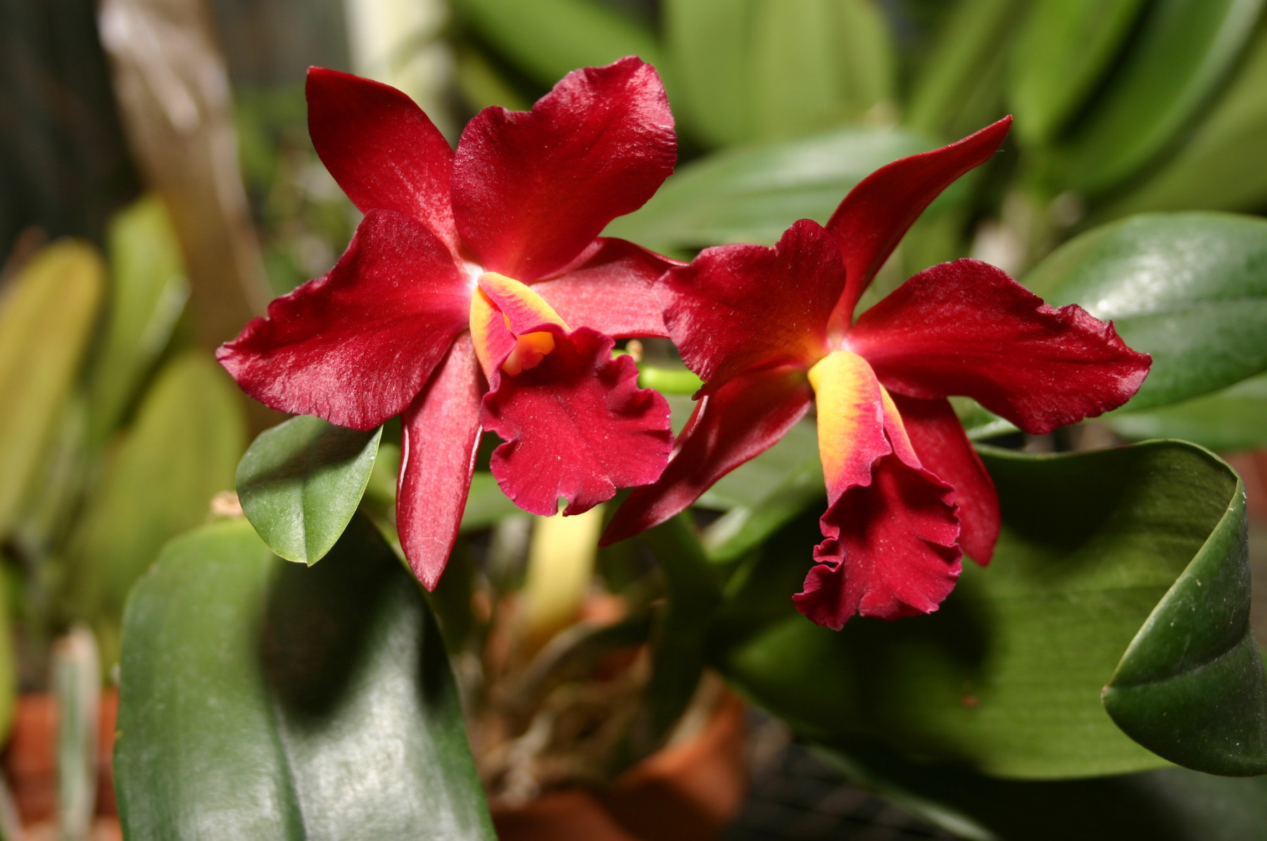 Starting Out With Orchids - by Roger Marshall