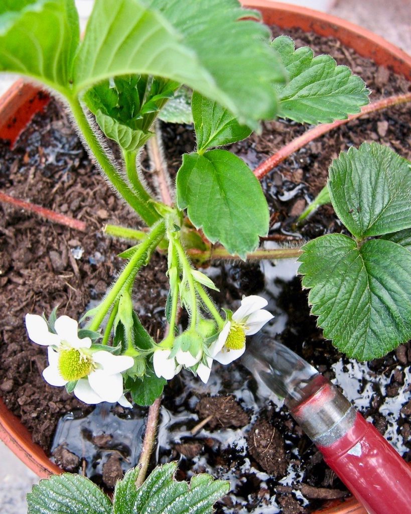 See no weevil - by John Walker