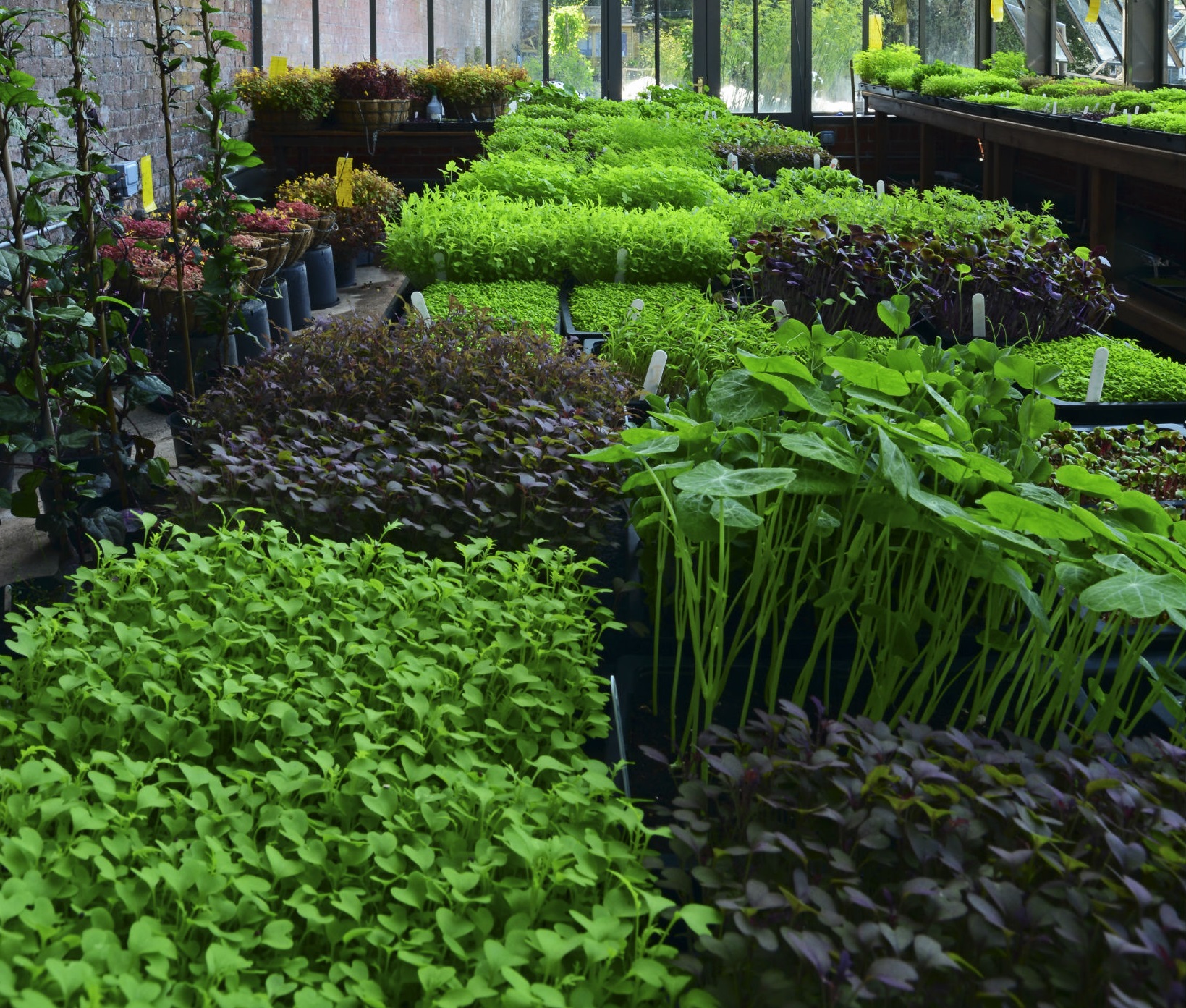 Growing Greenhouse Vegetables - Hartley Botanic