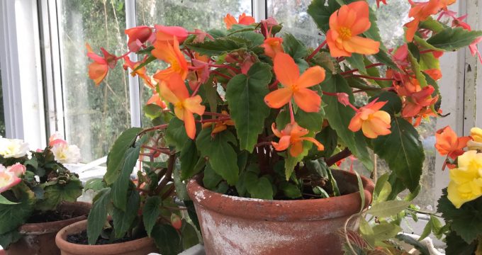 Award Winning Greenhouses & Glasshouses - Hartley Botanic