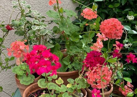 Award Winning Greenhouses & Glasshouses - Hartley Botanic