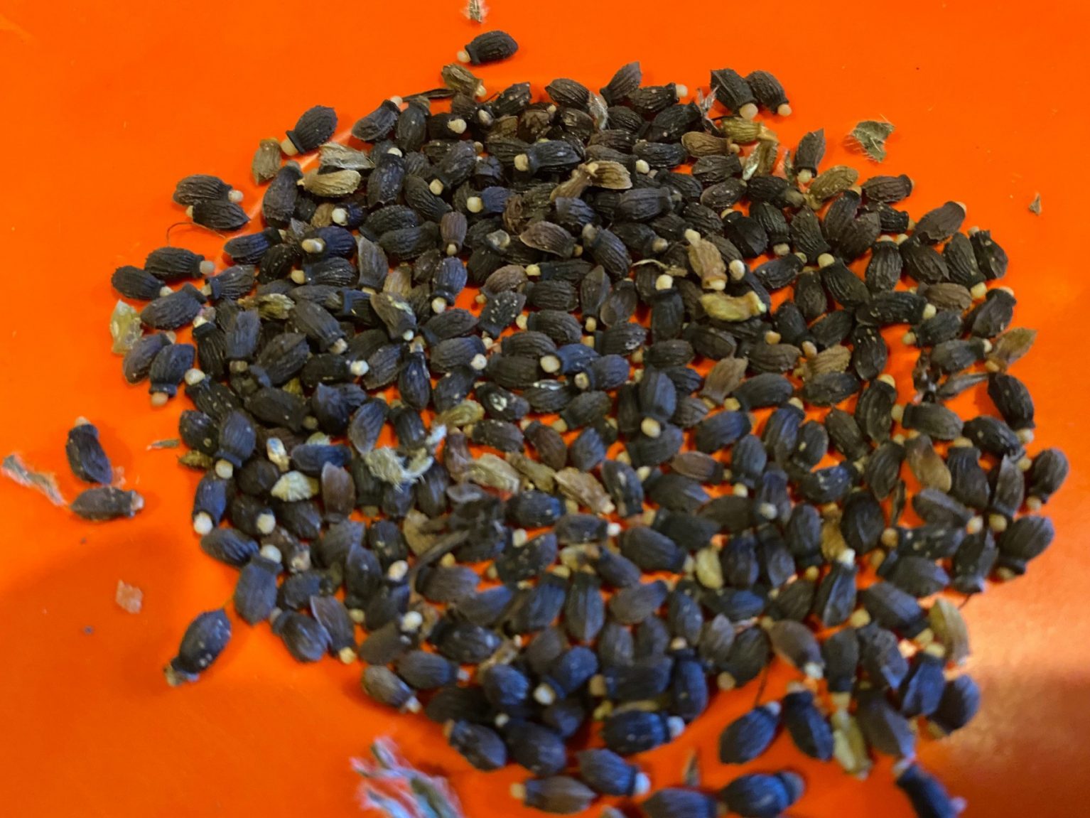 The magic of seeds - by Jean Vernon