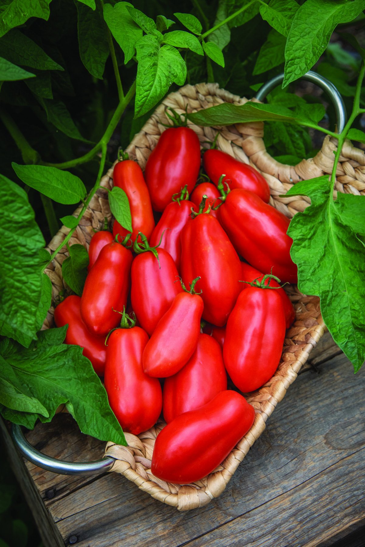 Tomatoes that shaped history - by Jean Vernon