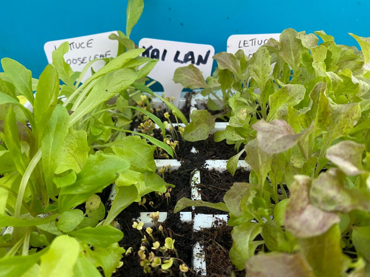 How to keep things correctly labeled - by Jean Vernon