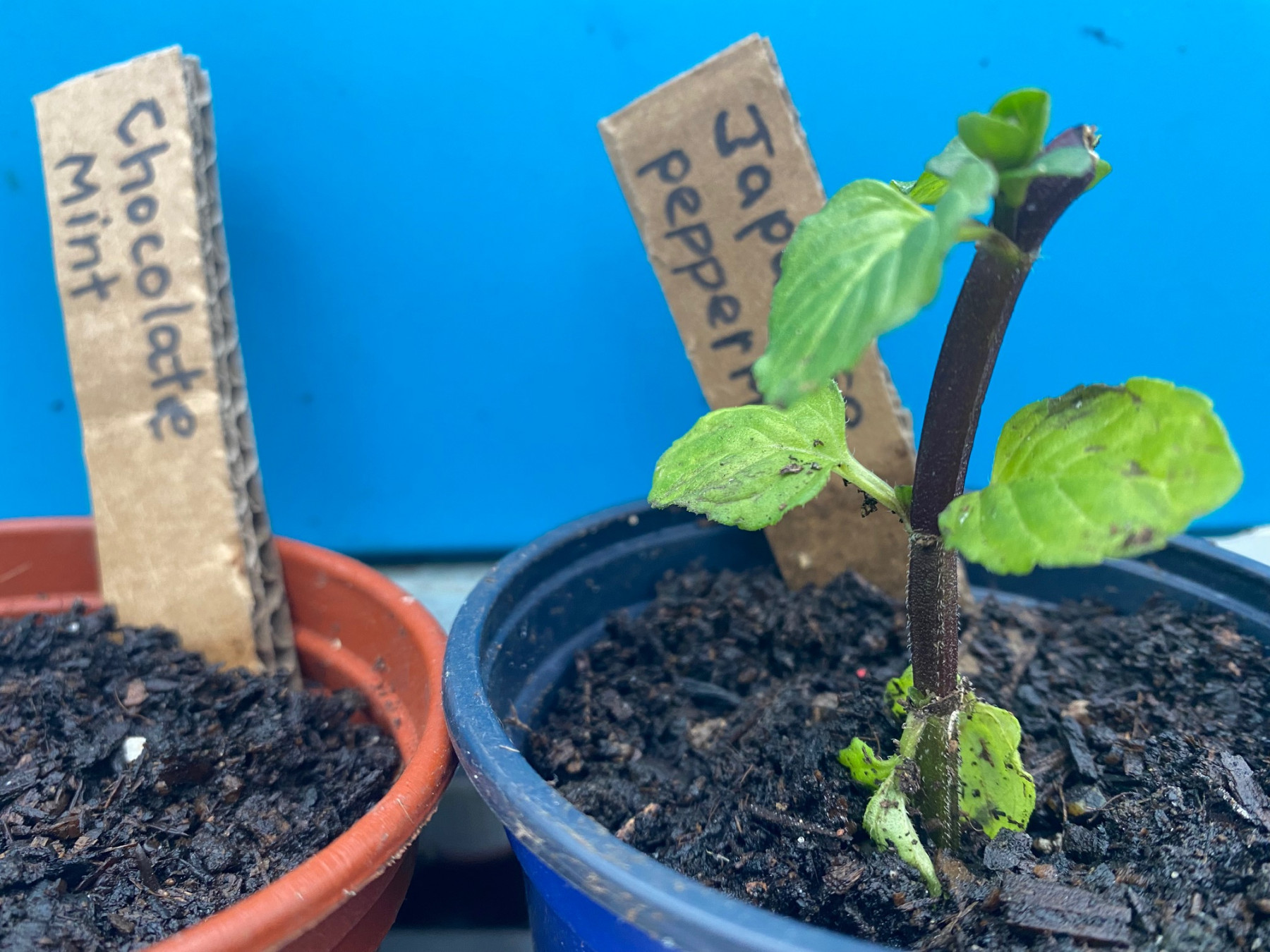 How to keep things correctly labeled - by Jean Vernon