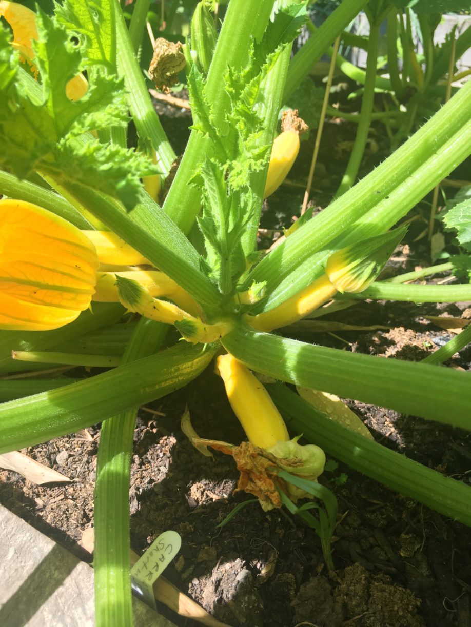 Baby Veg - by Lia Leendertz