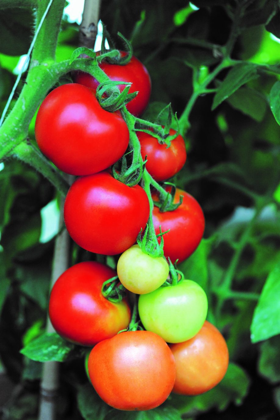 Go for Edibles - by Val Bourne