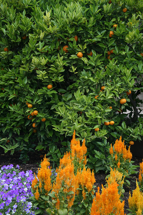 Grow Citrus in the Greenhouse - by Mary-Kate Mackey