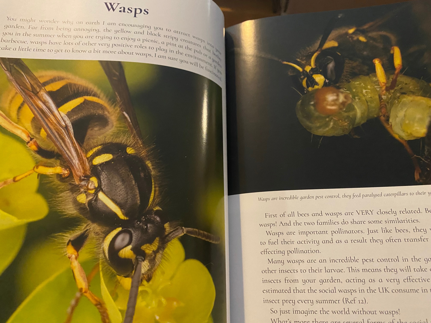 The Wonder of Wasps - by Jean Vernon