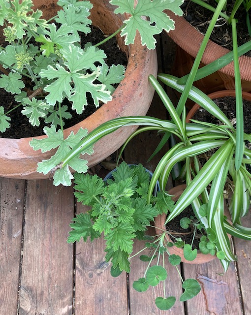 Scented Pelargoniums - by Lia Leendertz