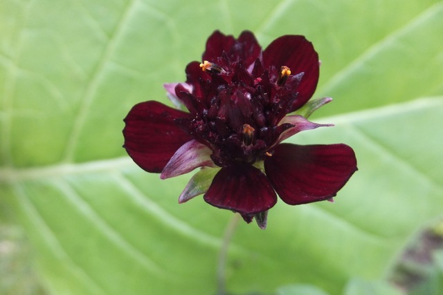 Chocolate Cosmos - by Bob Flowerdew