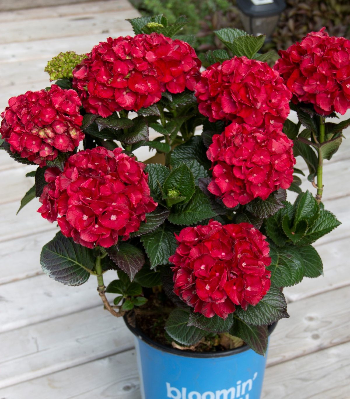 The Latest Greatest Shrubs – Get a Jump-start on Next Year’s Garden ...