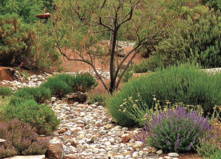 Why Be Water Wise in the Garden? - by Ethne Clarke