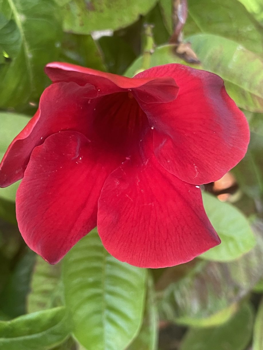 Keeping Mandevilla in Your Greenhouse - by Roger Marshall