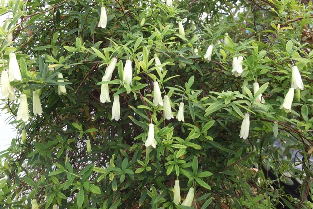 Apple-berry Billardiera - by Bob Flowerdew