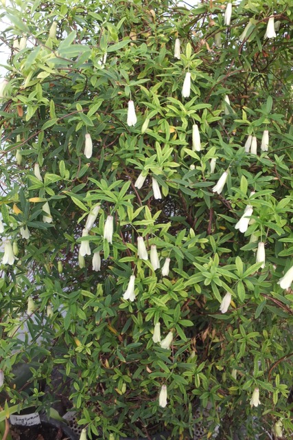 Apple-berry Billardiera - by Bob Flowerdew