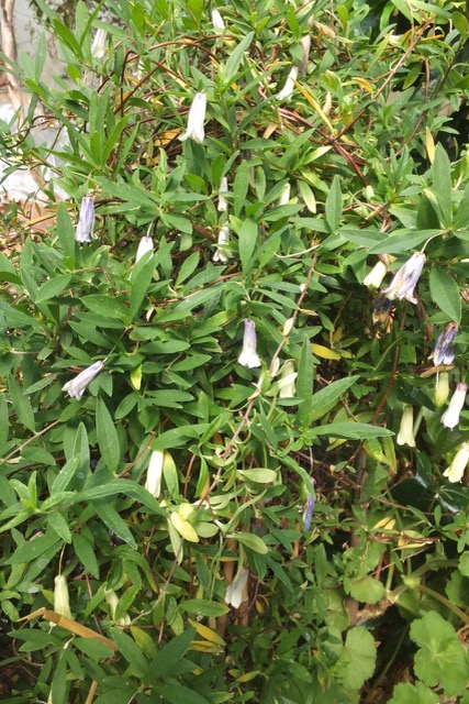 Apple-berry Billardiera - by Bob Flowerdew